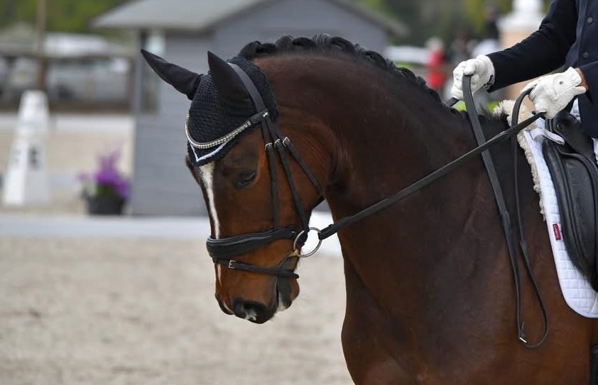 National Reach for Addison Sponsored Dressage Partnership • Addison